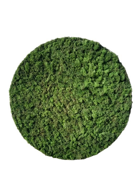 Mosbilleder » Bring naturen ind i indretningen med mosbilleder – Raw ...